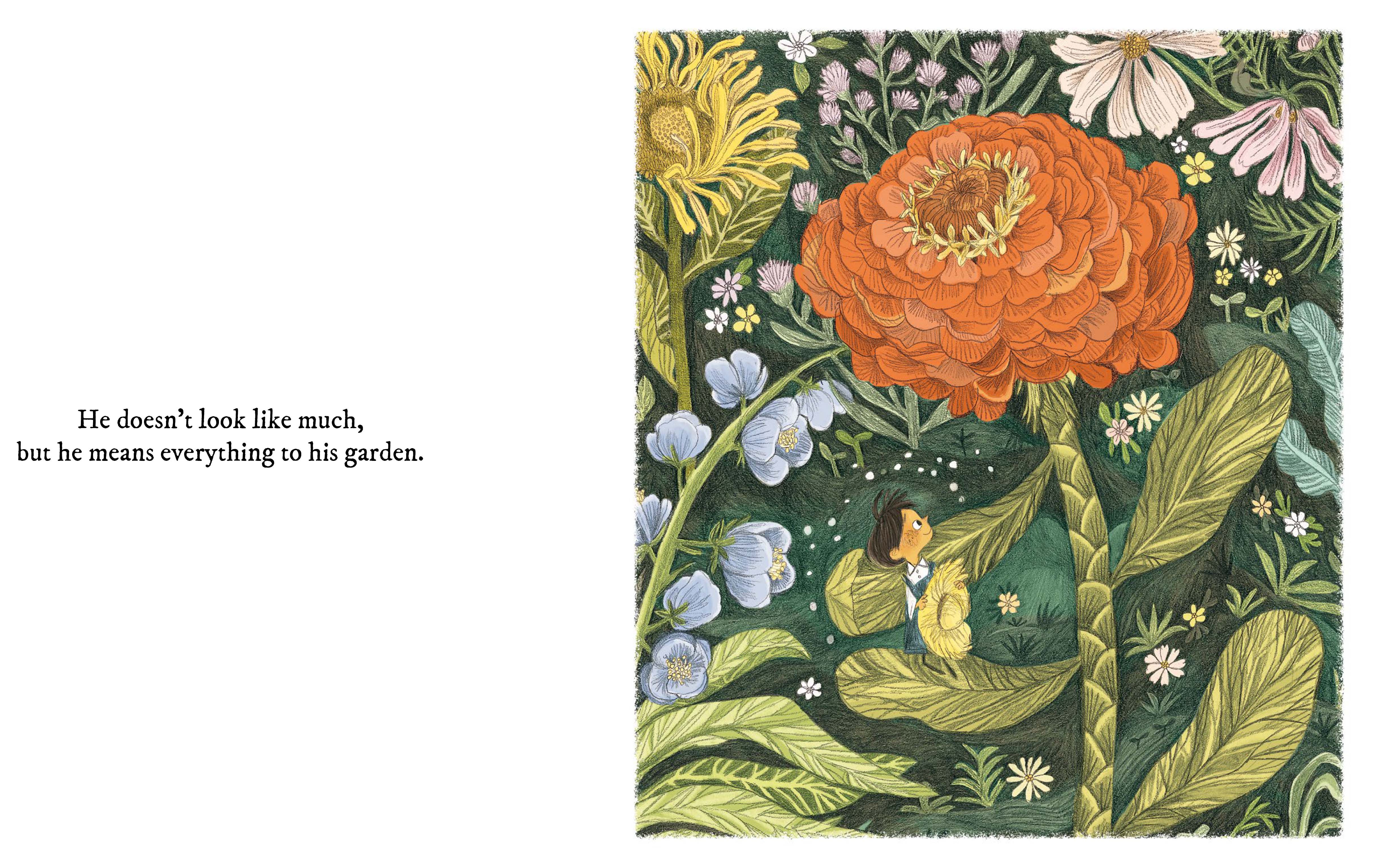 The Little Gardener by Emily Hughes | The Picture Book Review